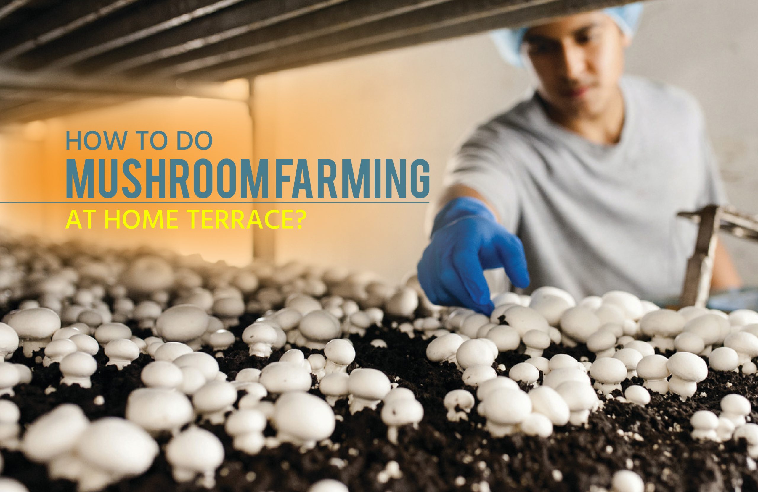 How to Do Mushroom Farming at Home Terrace? - Lyfe Place